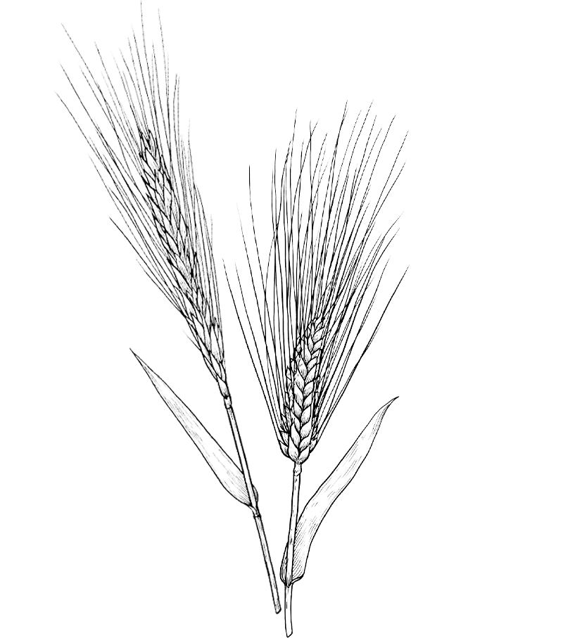 The milling process - Pure Flour From Europe